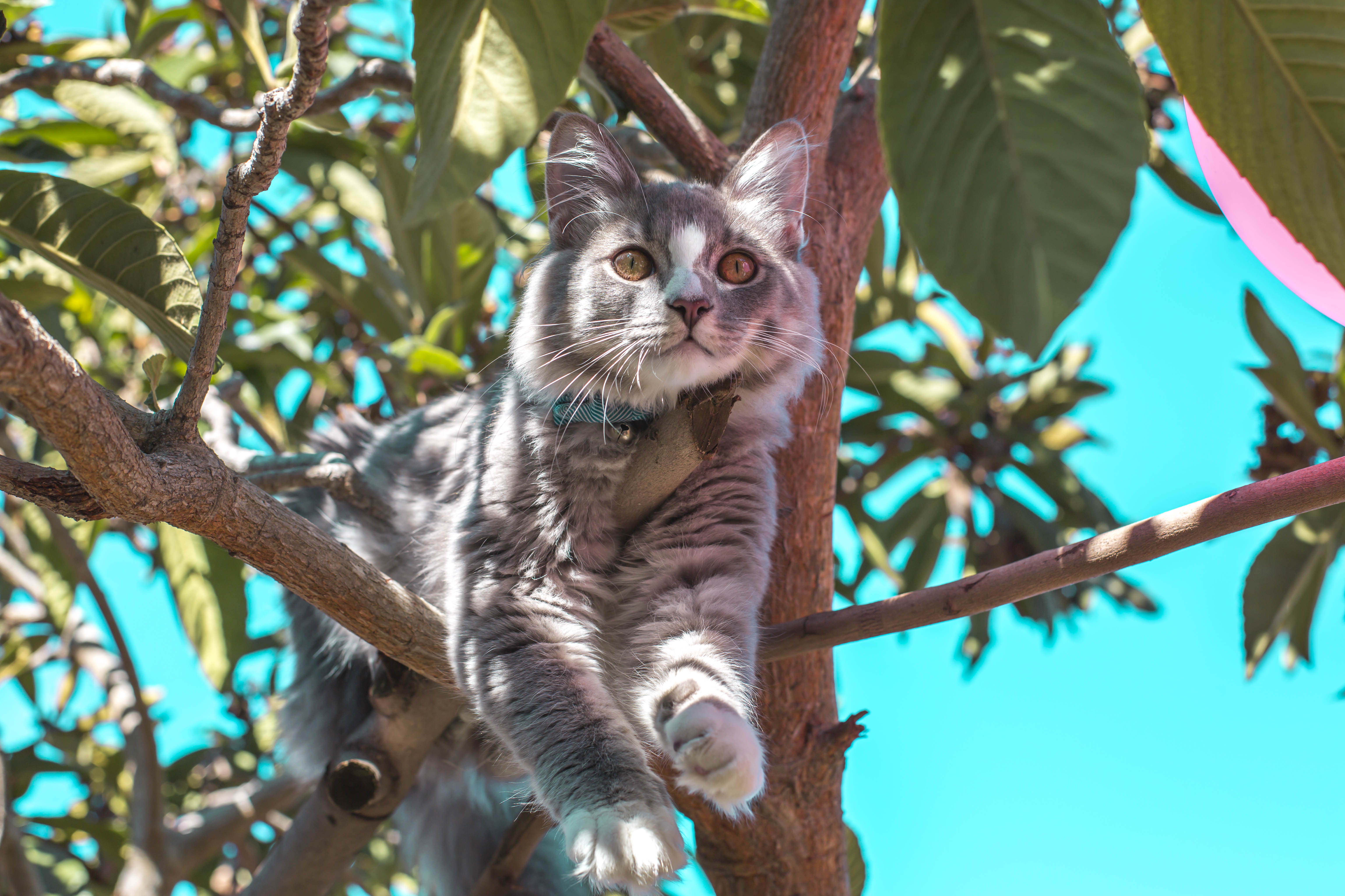 8 Incredible Cat Trees and Bridges for Your Home – Encinitas Realtor